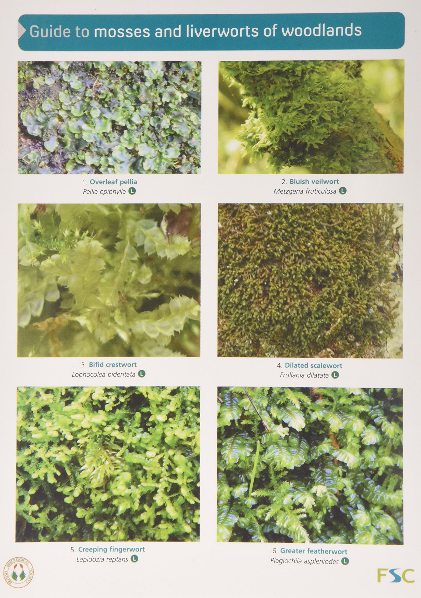 Plant Kingdom - Nature Kingdoms