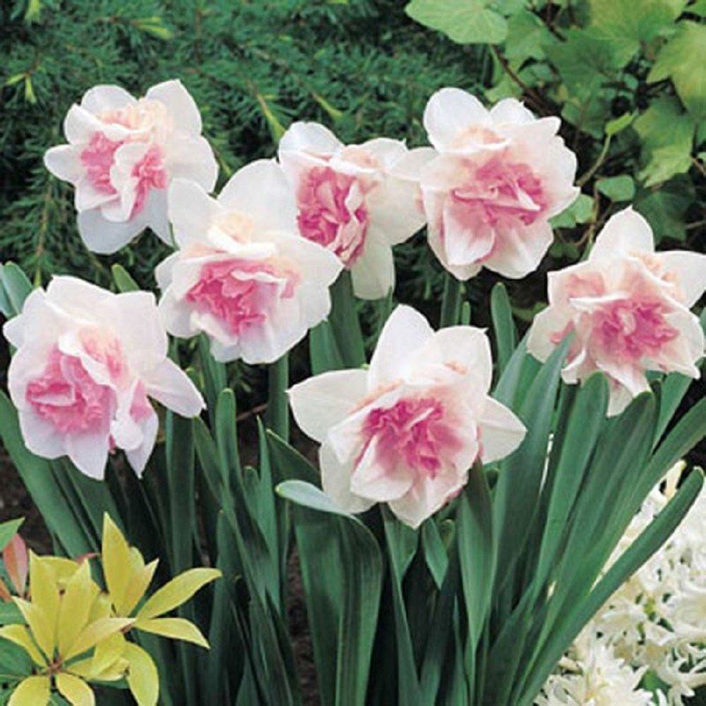 Pretty Golden Daffodils -Nature Kingdoms