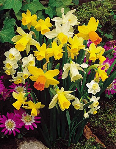 Pretty Golden Daffodils -Nature Kingdoms